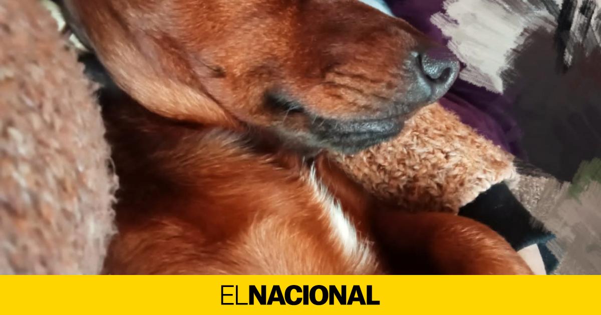 Coco es el nombre de perro más popular en Catalunya