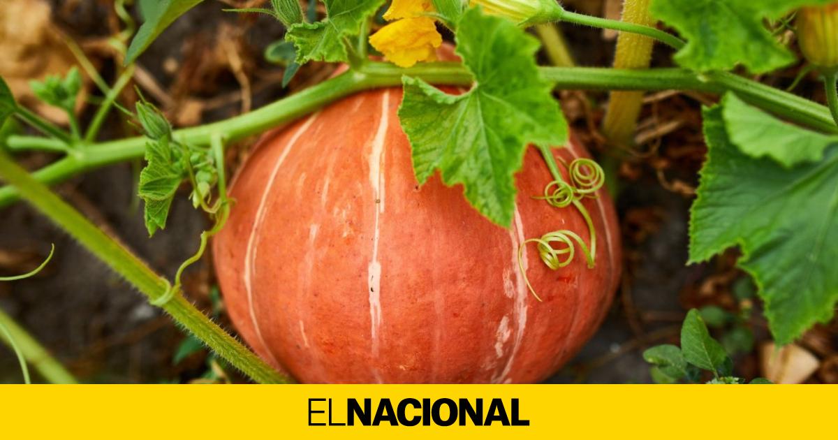 Cómo cultivar calabaza en el jardín con éxito