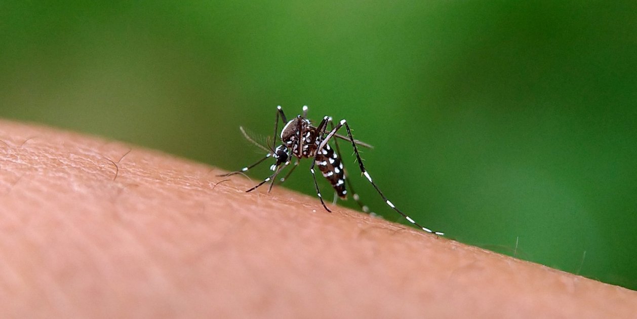 Guerra a los mosquitos: todas las claves para acabar con ellos en casa