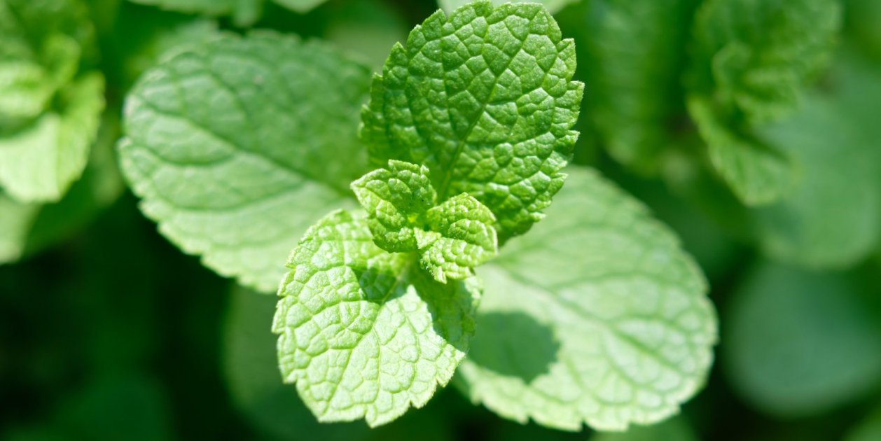 Cómo plantar menta y llenar de frescura tu terraza o jardín