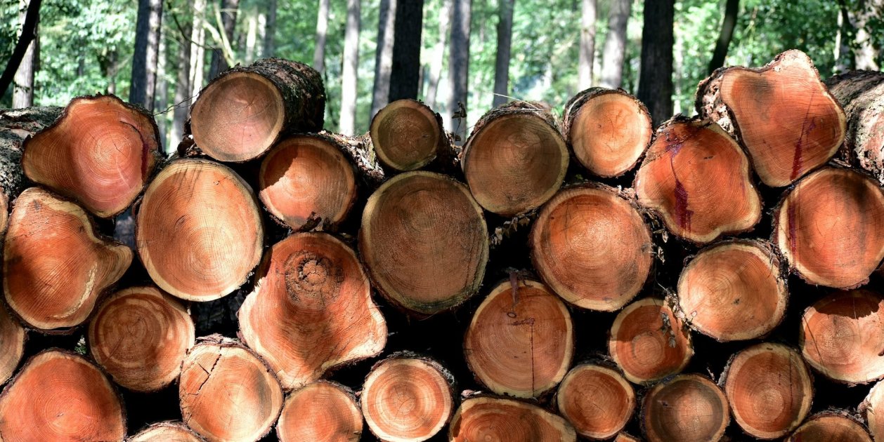 El problema de la tala indiscriminada de árboles