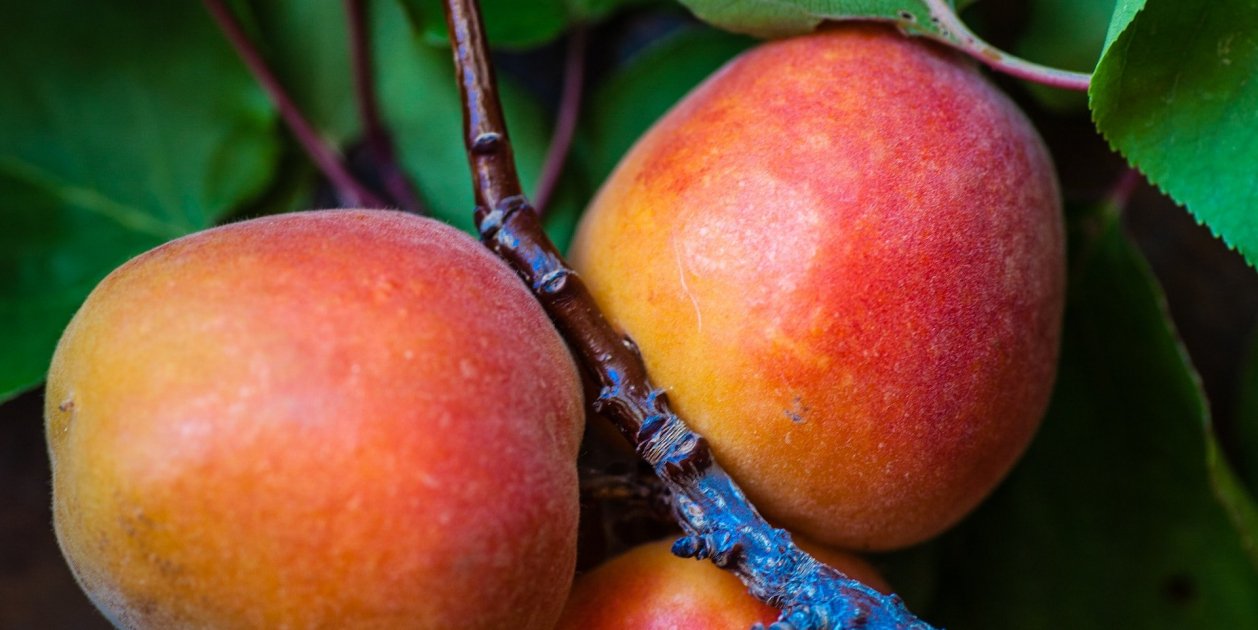 Què saps del mango?