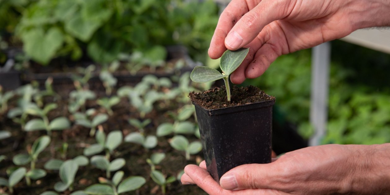 Beneficios de los semilleros: ¿por qué usarlos en vez de sembrar ...