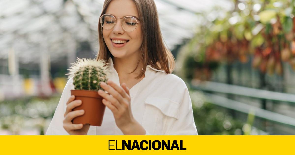 Cómo cuidar un cactus: 4 trucos que lo mantendrán saludable
