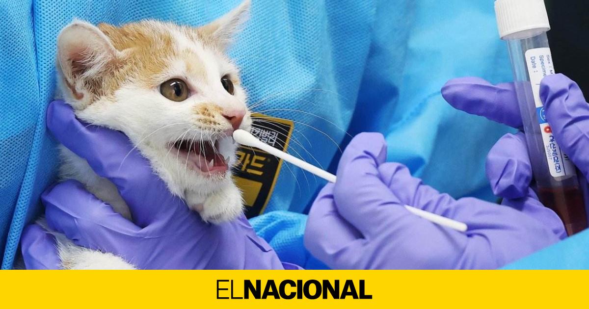 Brote de coronavirus entre los gatos de Chipre: miles de felinos mueren ...