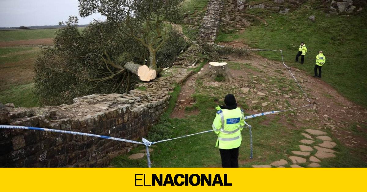 Indignación con la tala vandálica del famoso "árbol de Robin Hood" en ...