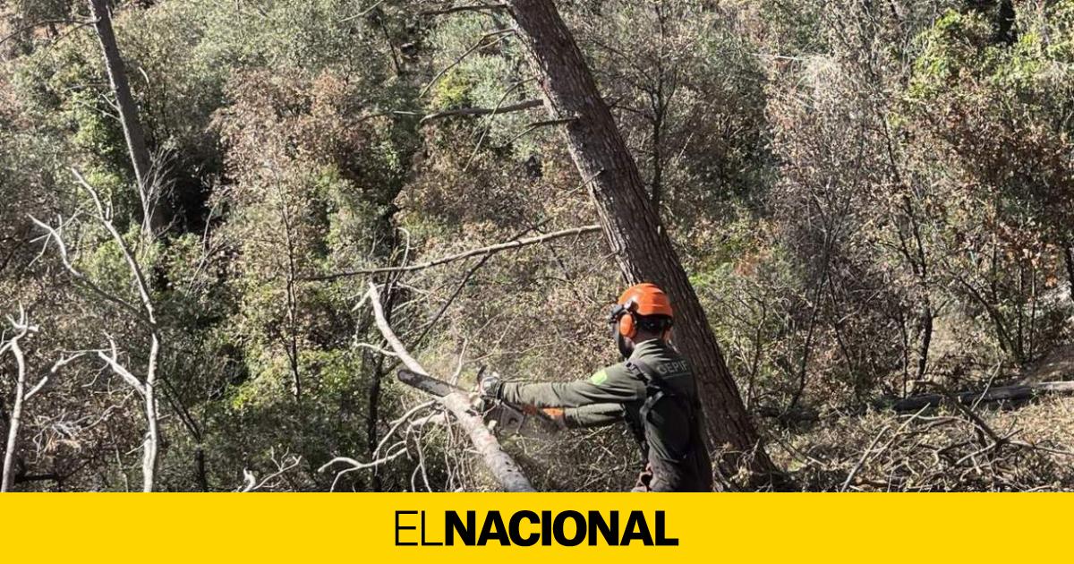 La gestión forestal, la mejor receta para prevenir los incendios