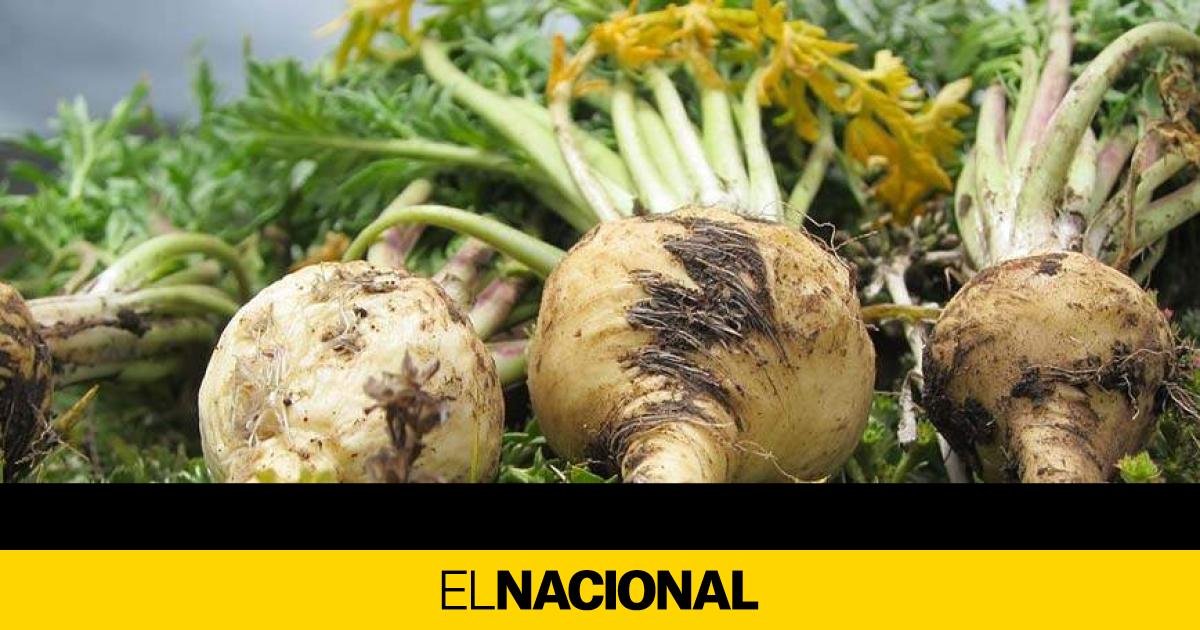 ¿Qué es la maca y cuáles son sus propiedades?