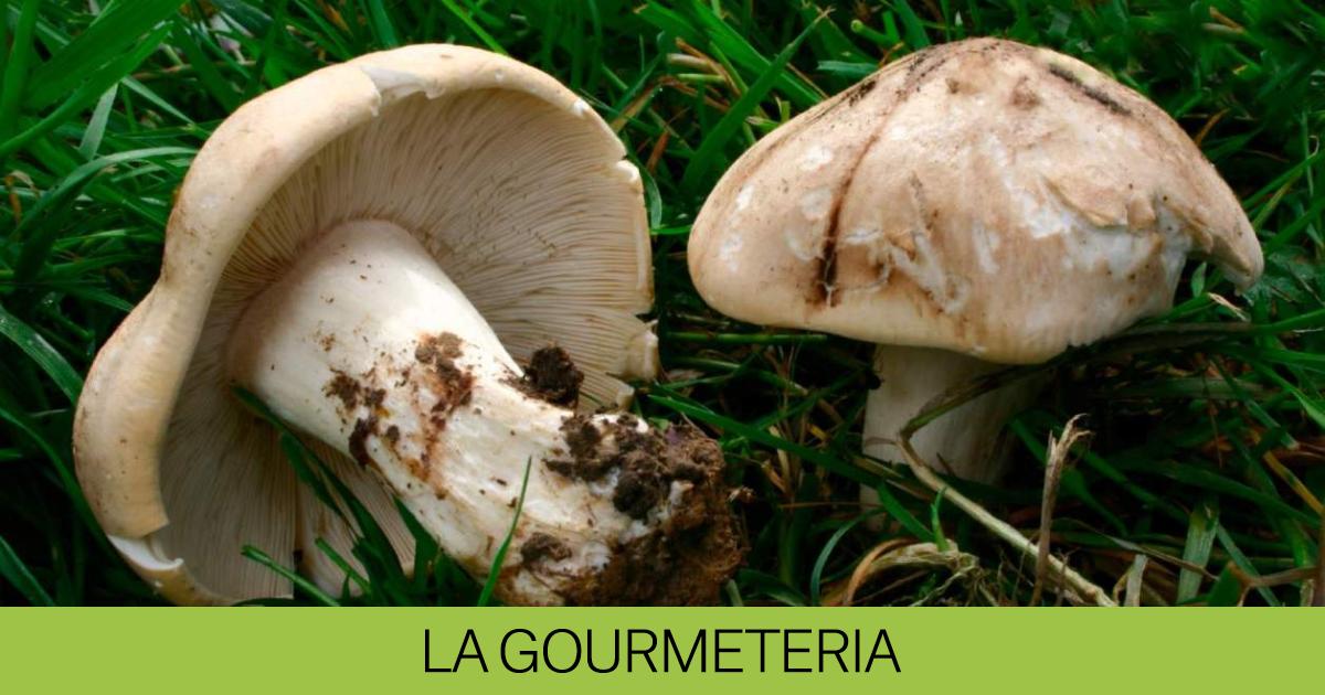 Els bolets de primavera 2024 a Catalunya: tot el que necessites saber