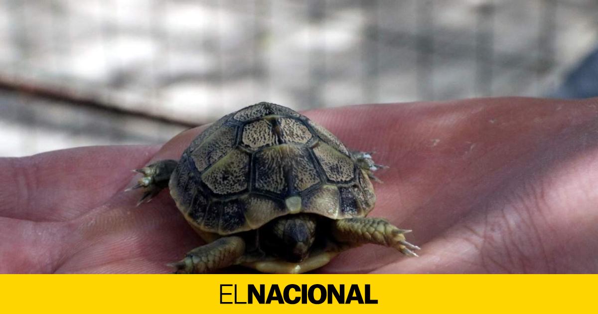 La sequera també afecta els animals: frenada dels naixements de la ...