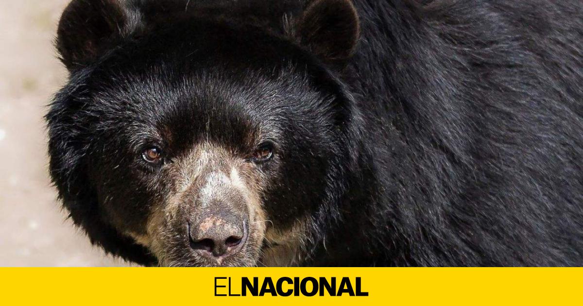 Capturan y sacrifican a un oso en Japón tras haber atacado a un ...