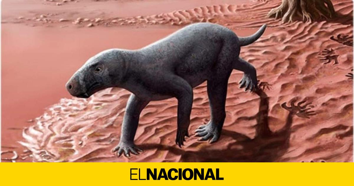 Hallazgo excepcional en Mallorca: el antepasado de los mamíferos más ...