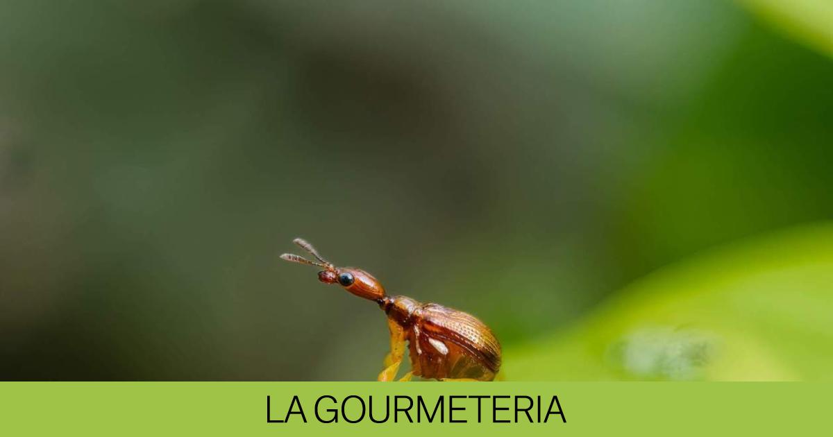 3 alimentos donde puedes encontrar gorgojos y cómo evitarlo