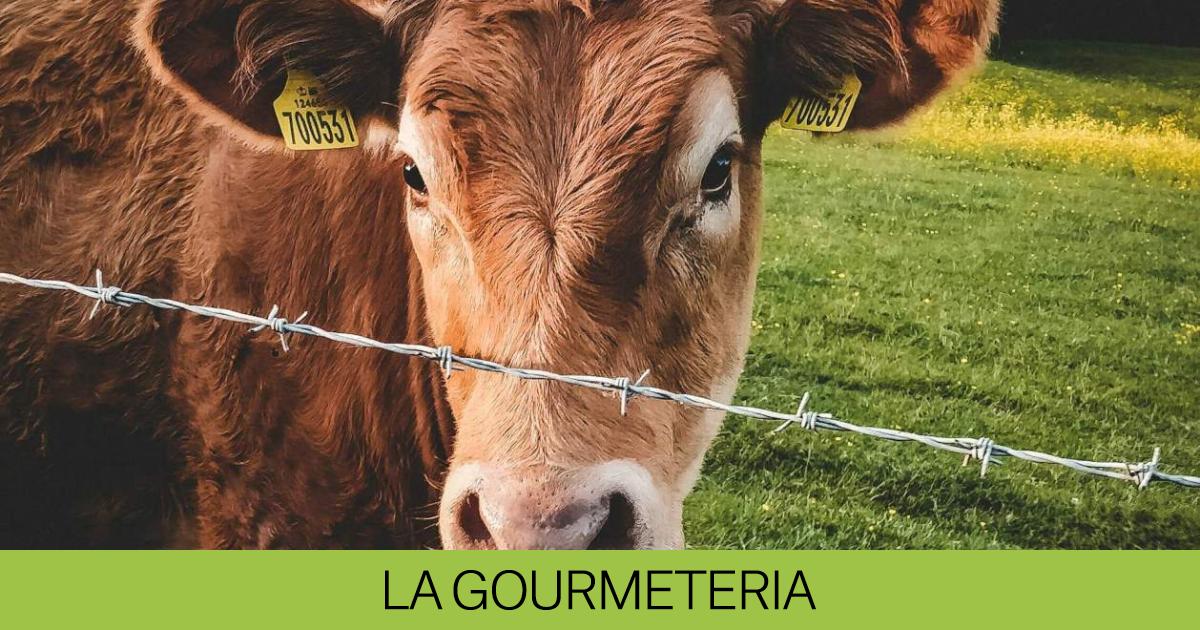 OMG: así puedes detectar los alimentos modificados genéticamente