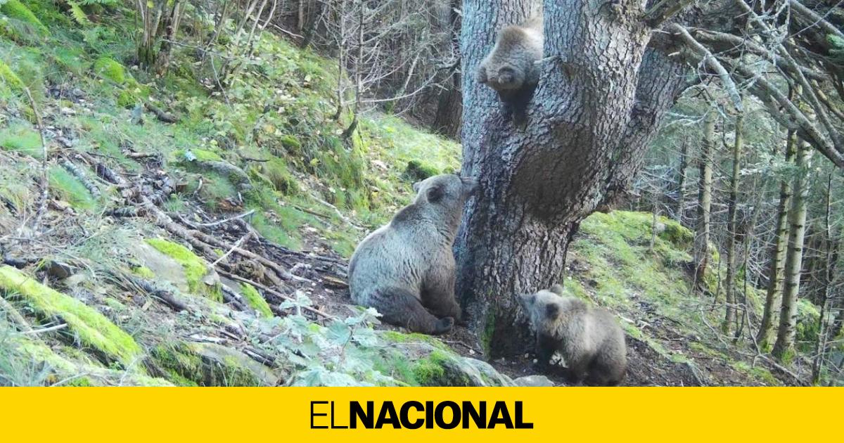 La población de oso pardo en Catalunya llega a los 47 ejemplares en 2024