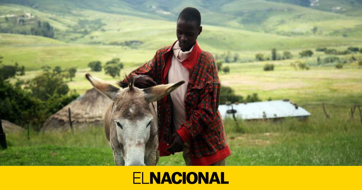 Lesotho, el petit país africà al qual Trump ha imposat els aranzels més ...