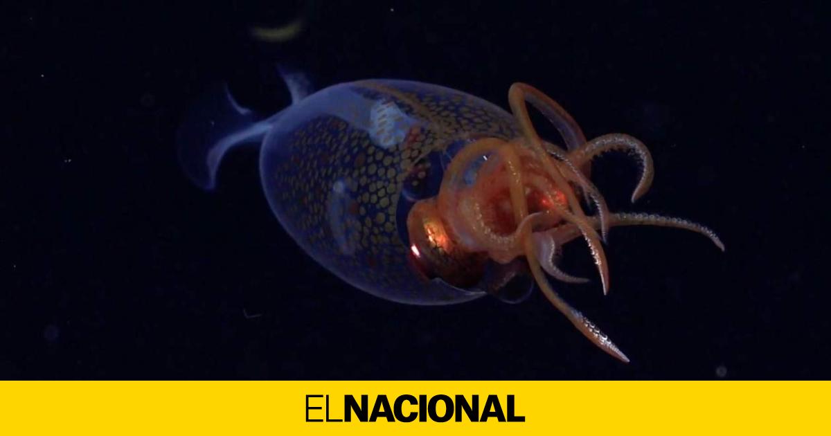 Primeras imágenes de un calamar colosal vivo, después de ser descrito ...