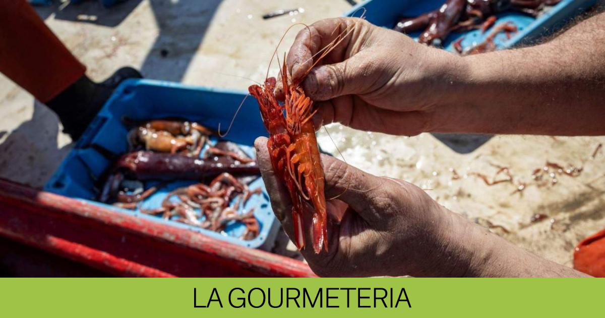 ¿Por qué es tan buena (y tan cara) la gamba roja de Palamós?