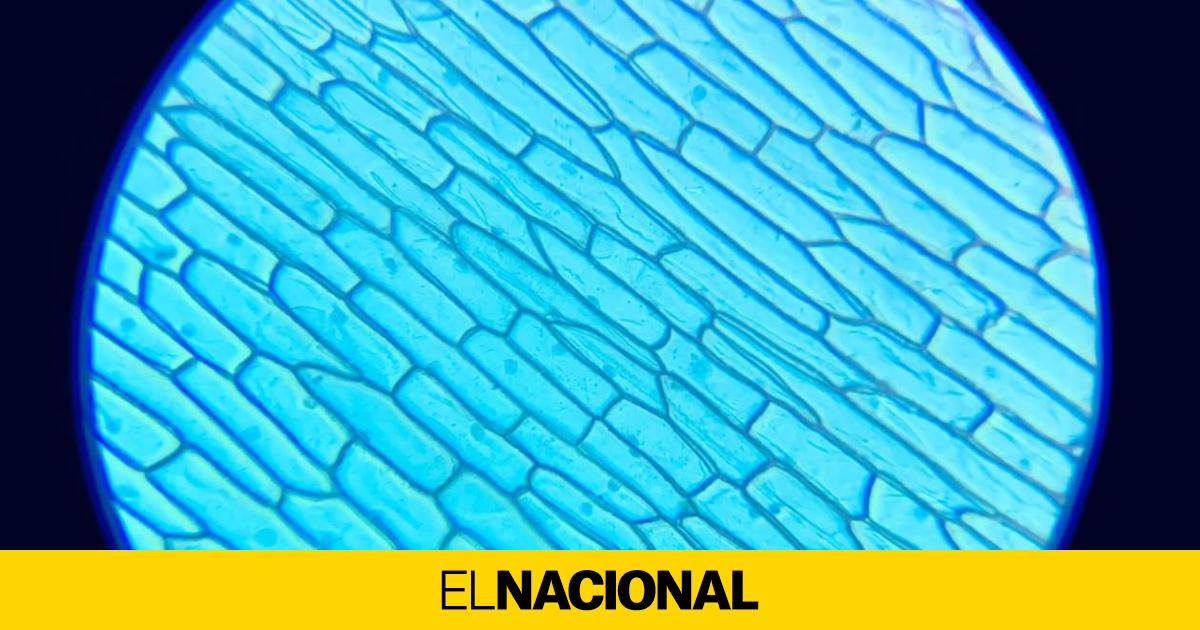 Un fong mortal podria estendre’s amb l’escalfament global: “Et menja de ...