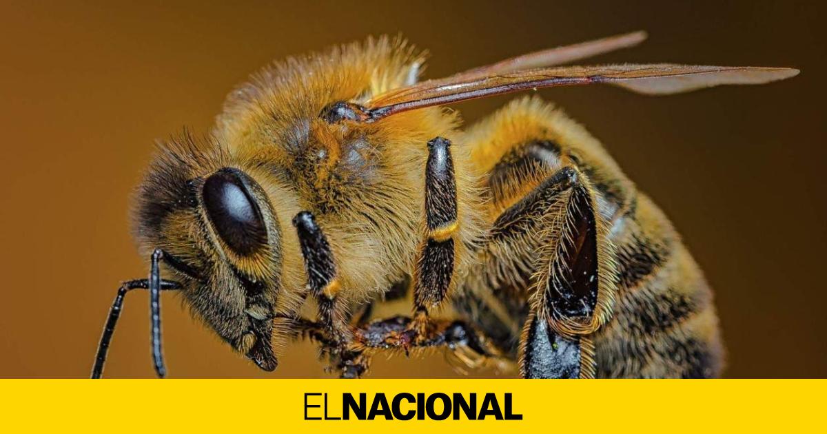 Los científicos quieren imitar el cerebro de las abejas para crear IA ...