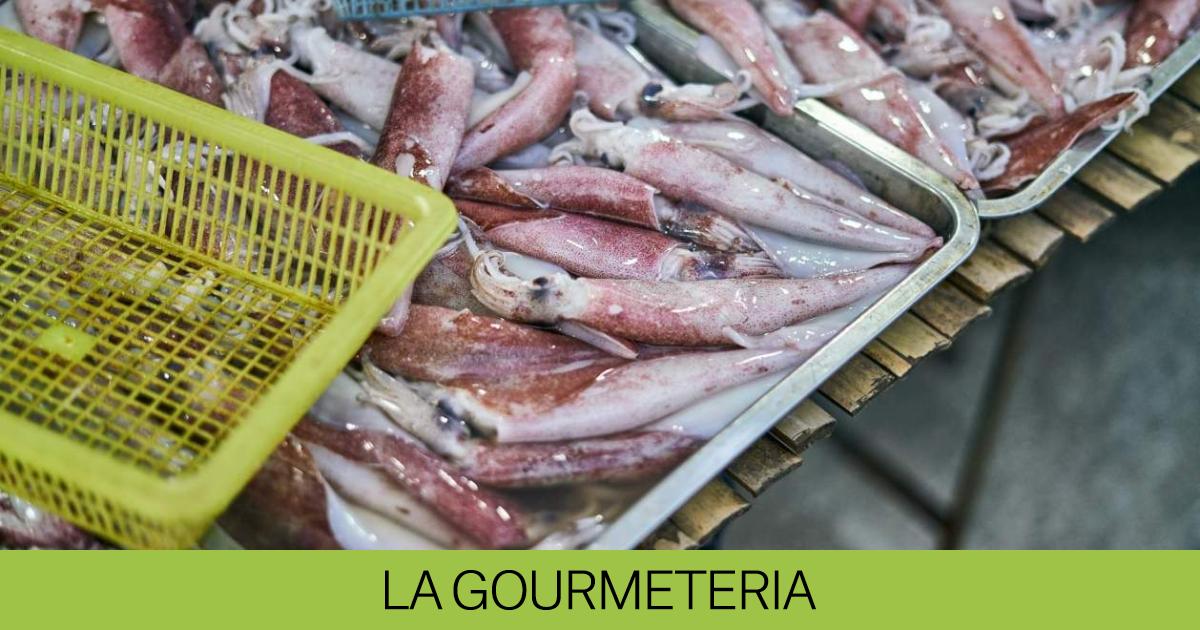 Un pescador explica cuál es la diferencia entre un calamar y una pota