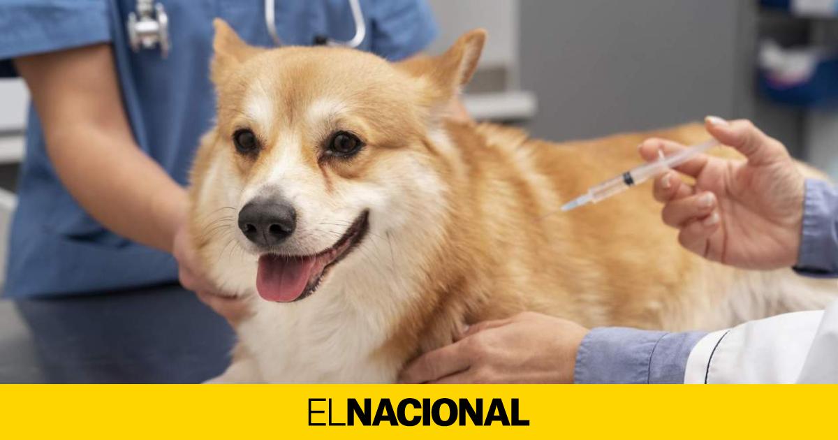 María Vetican, veterinaria: “¿Has notado que tu perro tiene los ojos ...