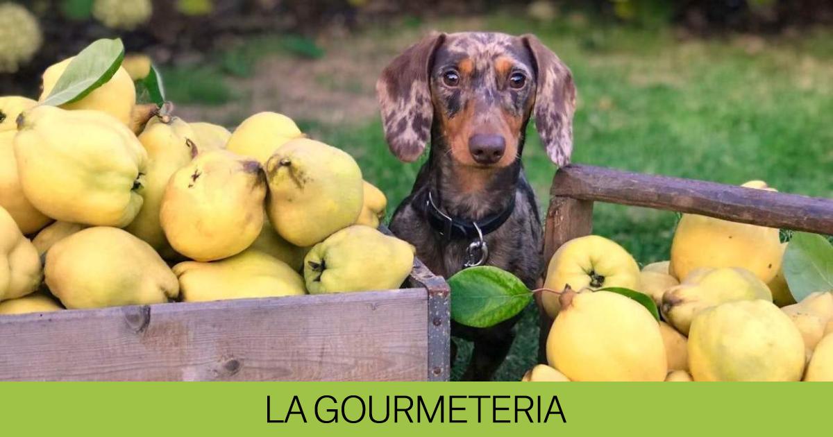 La metàfora del codony
