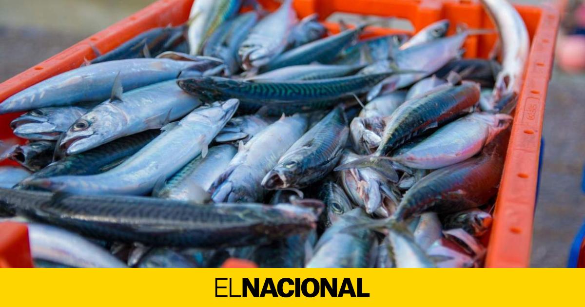 Els tres peixos amb més mercuri que l'Organització de Consumidors i ...