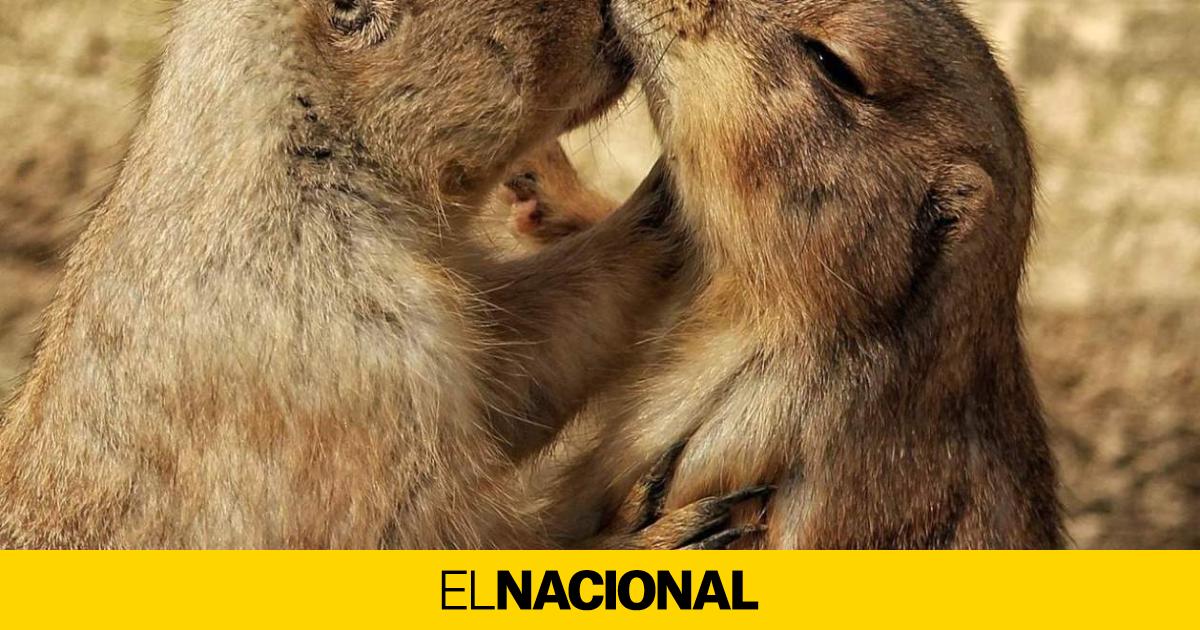 Quin és l'origen del "petó esquimal"?