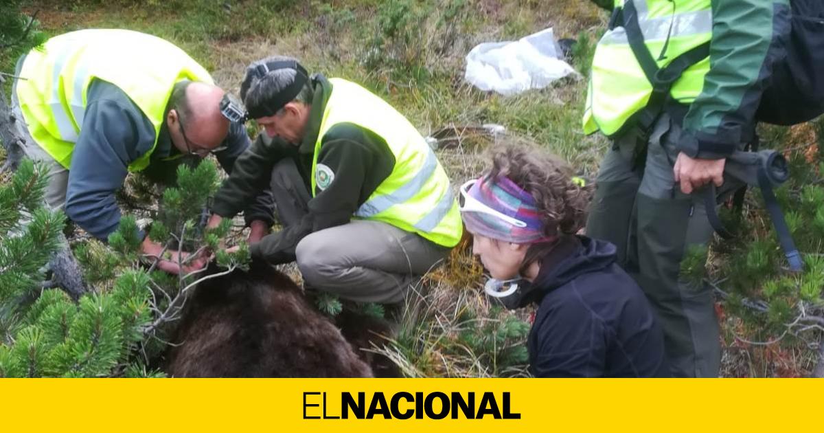 El oso Goiat estará localizado en el Pirineo las 24 horas del día
