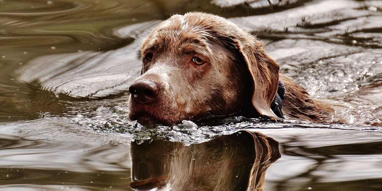Muere ahogado cuando intentaba salvar a su perro